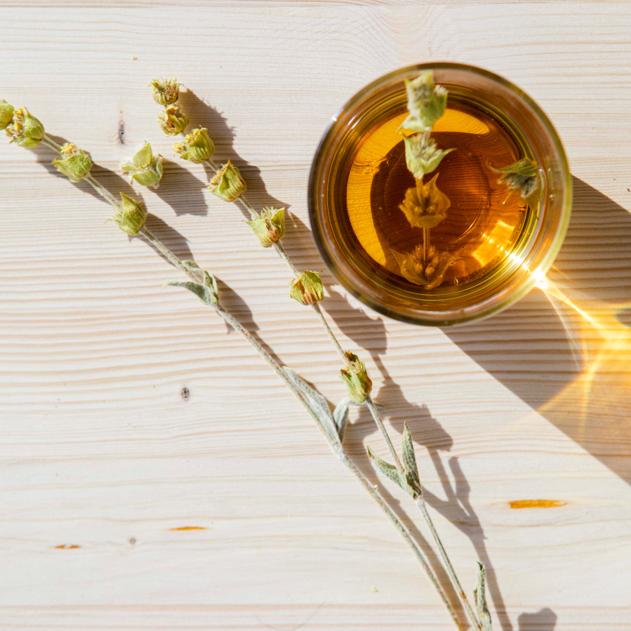 Discover Iron Tea: Wild, Immune Boosting, Sustainably Harvested